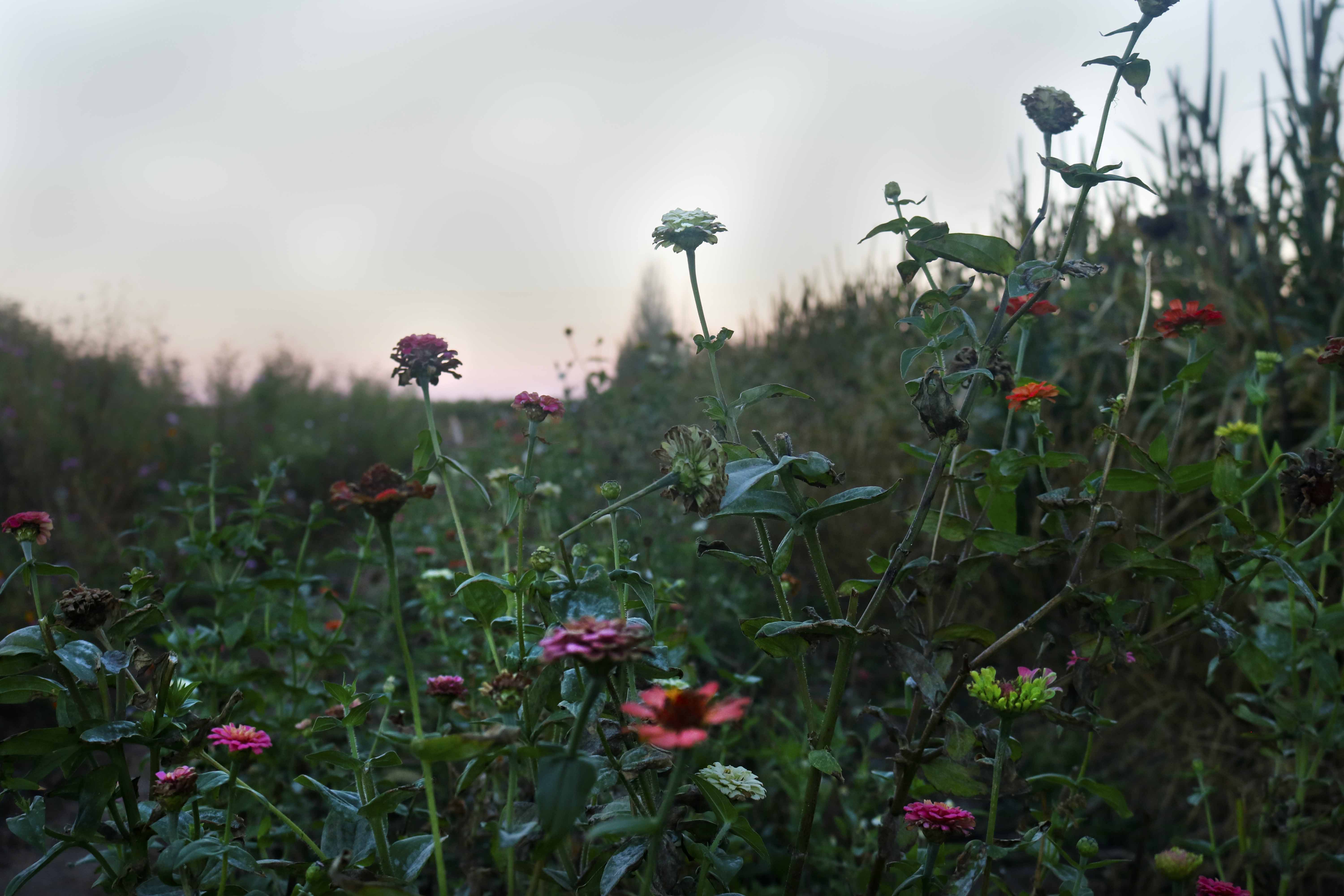 Sustainable Flower Arrangements: From Field to Vase | Dare to Cultivate
